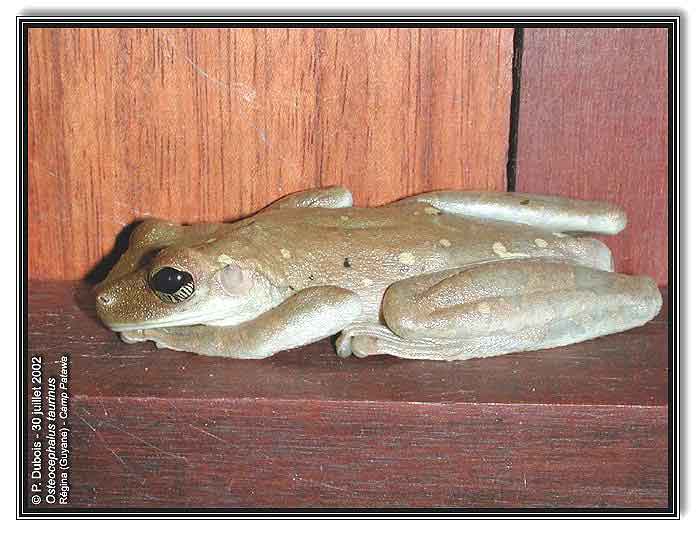 guyane, batraciens, reptiles, faune, invertebrés