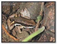 guyane, batraciens, reptiles, faune, invertebrés