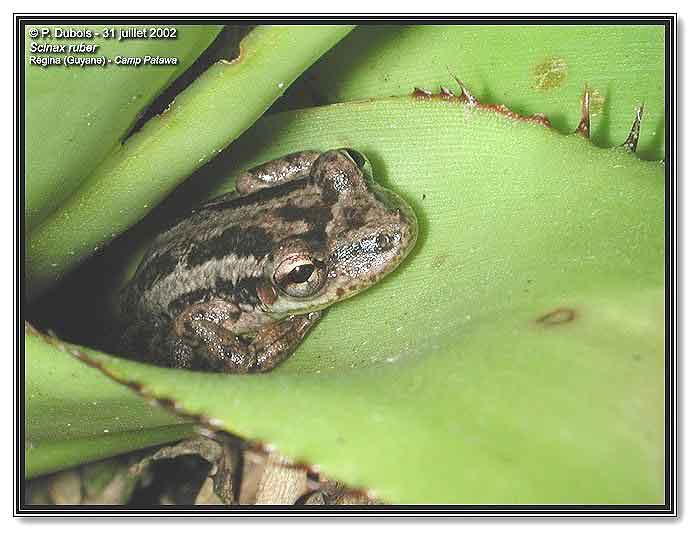 guyane, batraciens, reptiles, faune, invertebrés