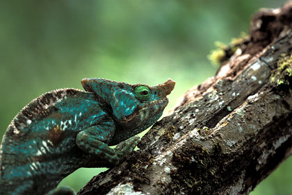 CHAMAELEO, CAMELEONS: AFRIQUE, MADAGASCAR, EUROPE, MOYEN-ORIENT