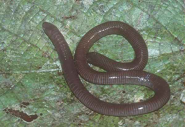 ichthyophis glutinosus gymnophiona amphibien (batracien) apode