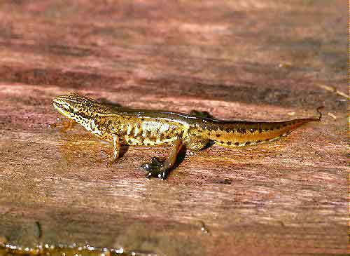 batraciens urodeles de geneve