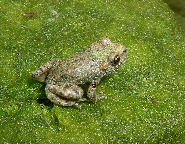 ALYTES OBSTETRICANS, CRAPAUD ACCOUCHEUR