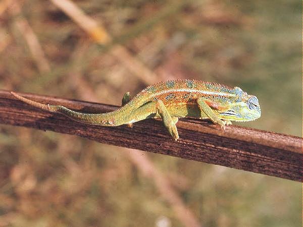 CHAMAELEO, CAMELEONS: AFRIQUE, MADAGASCAR, EUROPE, MOYEN-ORIENT