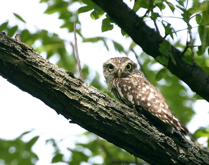 CHOUETTE CHEVECHE, ATHENE NOCTUA