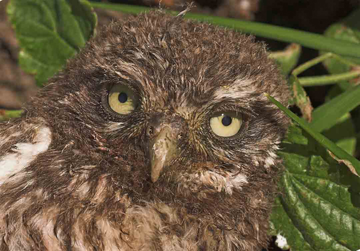 CHOUETTE CHEVECHE, ATHENE NOCTUA