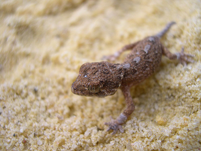TARENTOLA (GECKONIA) CHAZALIAE, GECKO CASQUE DU MAROC