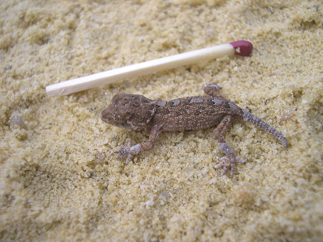 TARENTOLA (GECKONIA) CHAZALIAE, GECKO CASQUE DU MAROC