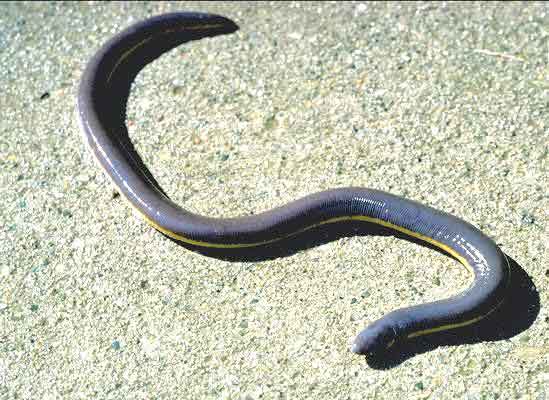 ichthyophis glutinosus gymnophiona amphibien (batracien) apode